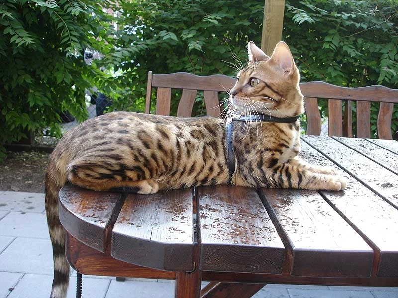 Gato atigrado | Wiki Gatopedia | Fandom