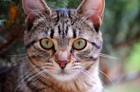 Wiki Gatopedia | Fandom