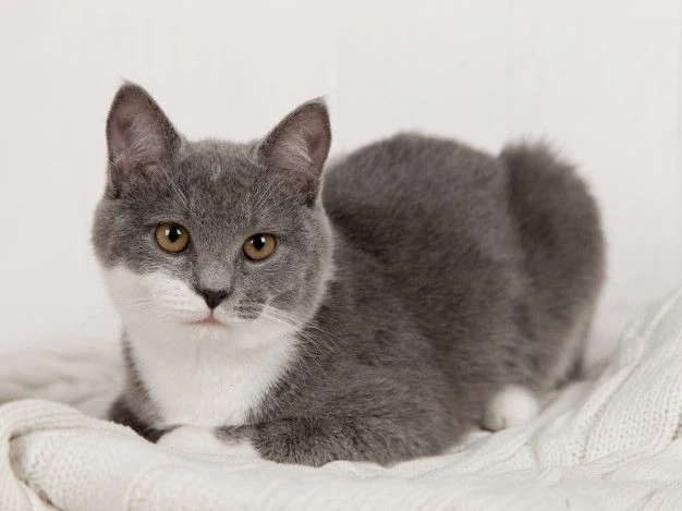 Gatito Rayado Gris Y Blanco El Color De Los Gatos, Pura Genética