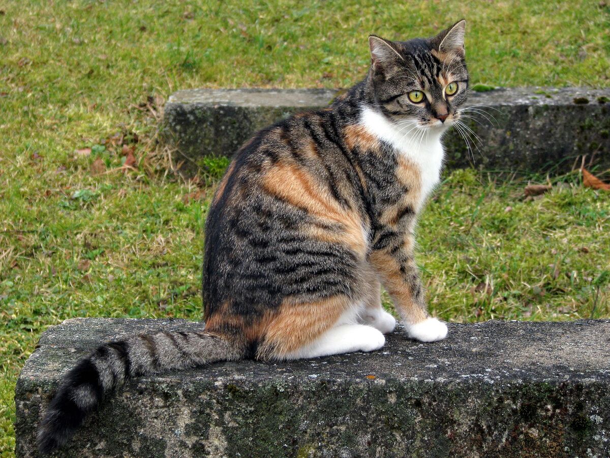 Gata Tricolor Atigrada Wiki Gatopedia Fandom