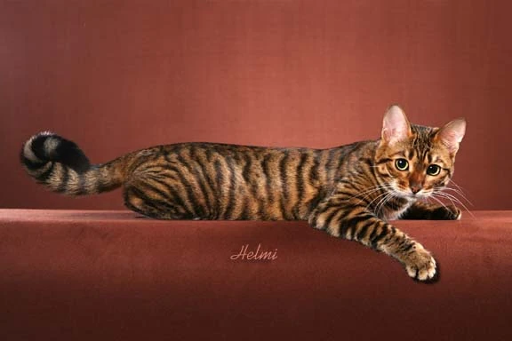 Gato toyger | Wiki Gatopedia | Fandom