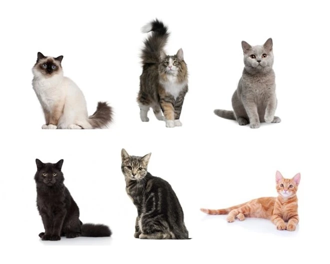 Gato/Galería | Wiki Gatopedia | Fandom