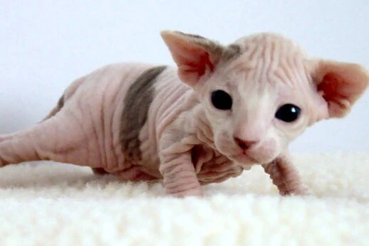 Gato sphynx | Wiki Gatopedia | Fandom