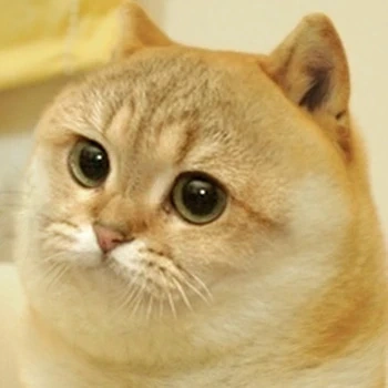 Cate | Wiki Gatopedia | Fandom