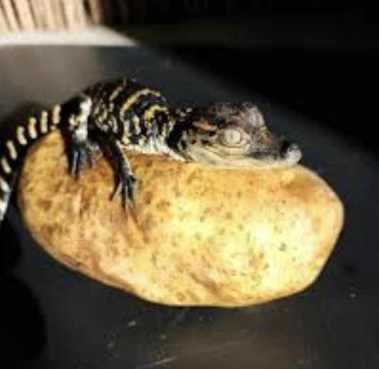 GATOR TATOR Wiki | Fandom