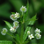 Medicina | Los Gatos Guerreros Wiki | Fandom