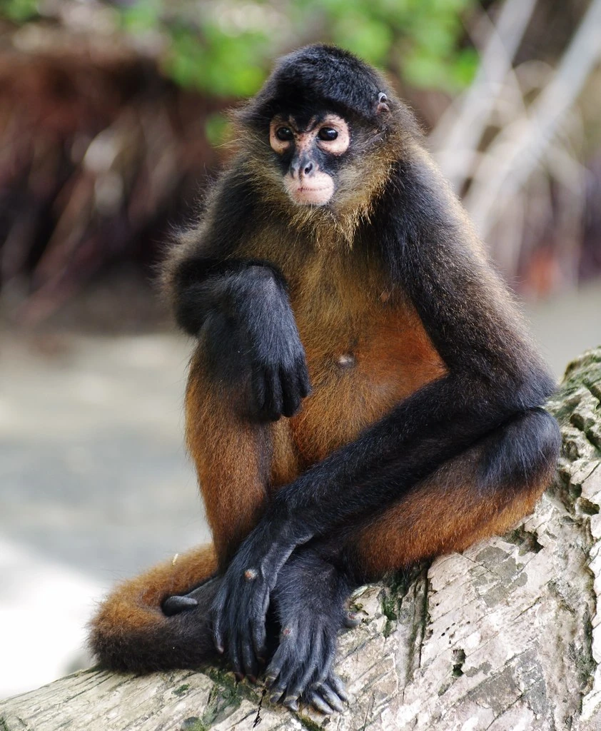 Geoffroy's Spider Monkey | GavenLovesAnimals' Animal Kindom Wiki | Fandom