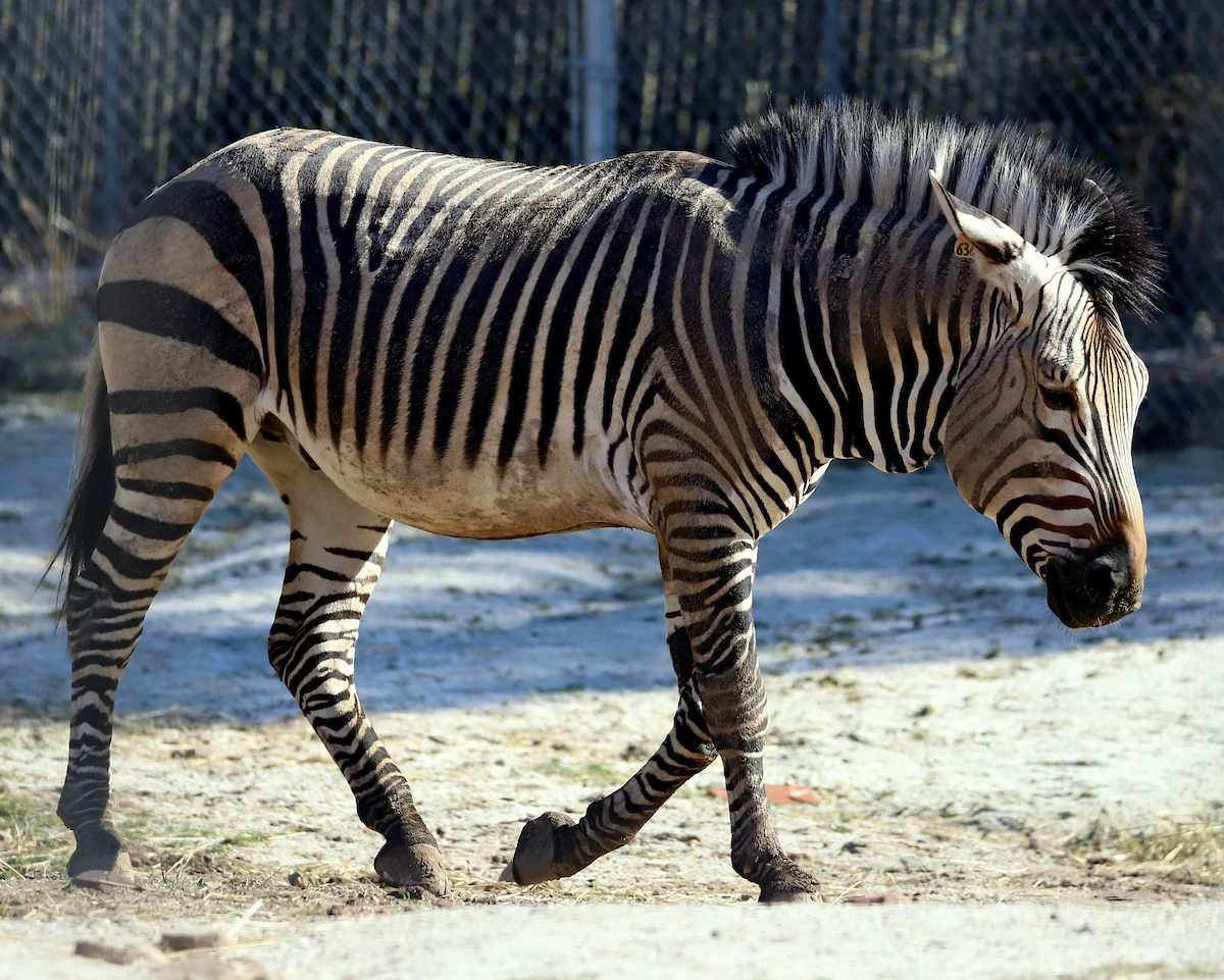 Mountain Zebra | GavenLovesAnimals' Animal Kindom Wiki | Fandom