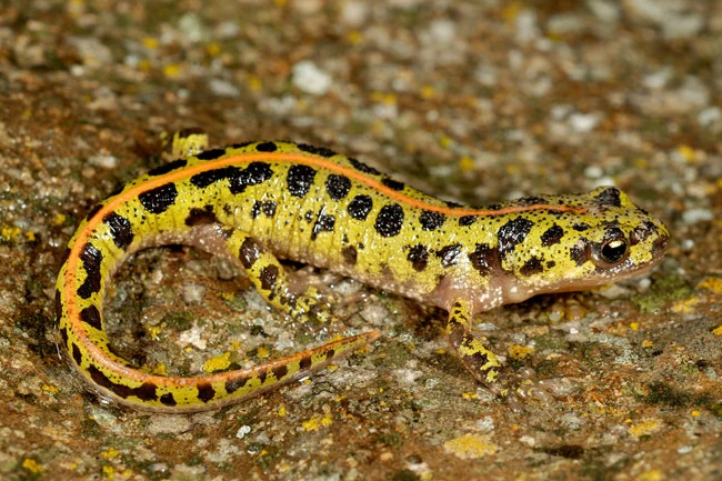 Marbled Newt | GavenLovesAnimals' Animal Kindom Wiki | Fandom