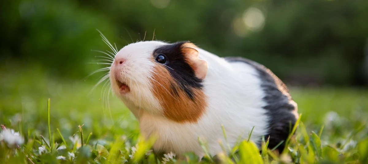 Guinea Pig | GavenLovesAnimals' Animal Kindom Wiki | Fandom