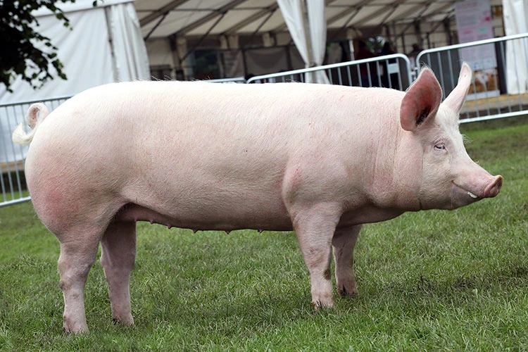 Large White Pig | GavenLovesAnimals' Animal Kindom Wiki | Fandom