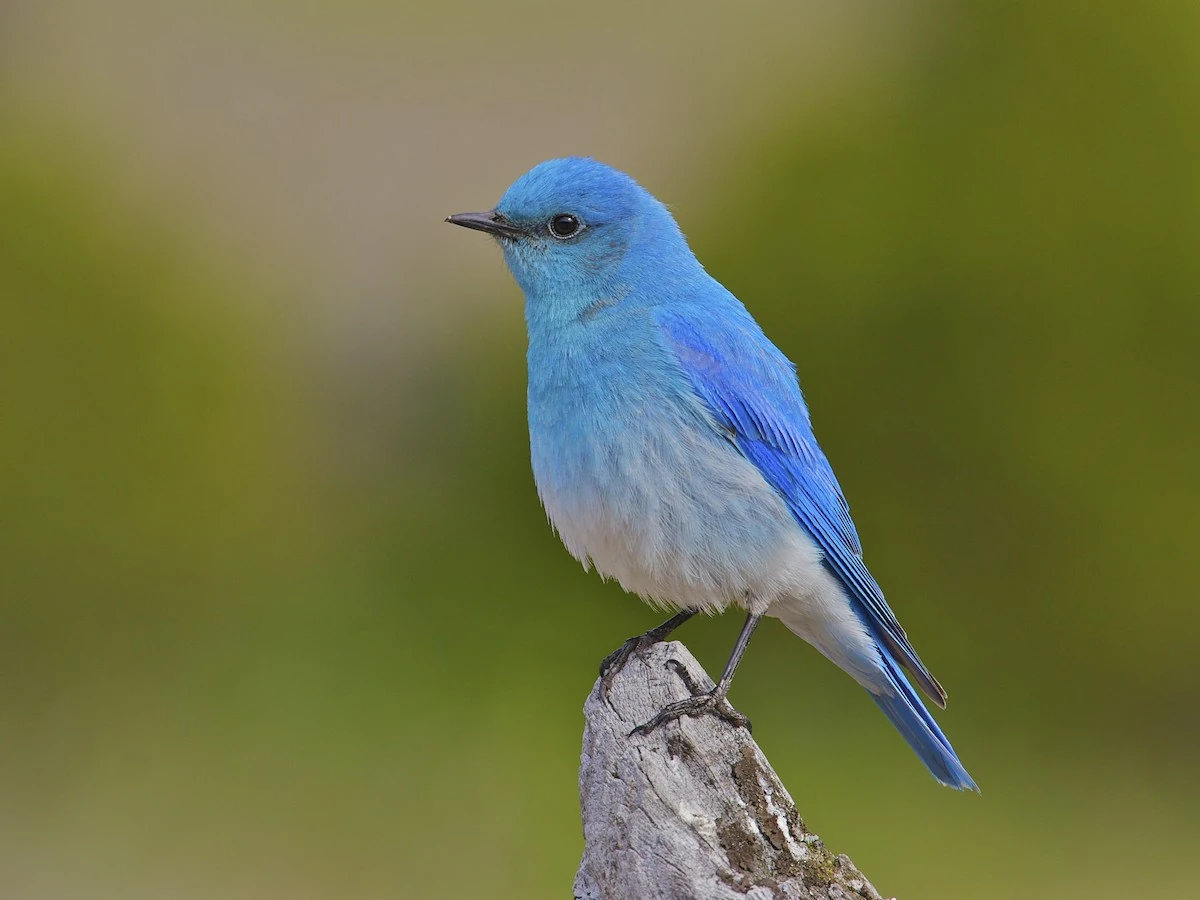 Category:Thrushes | GavenLovesAnimals' Animal Kindom Wiki | Fandom