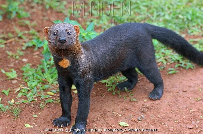 Tayra | GavenLovesAnimals' Animal Kindom Wiki | Fandom