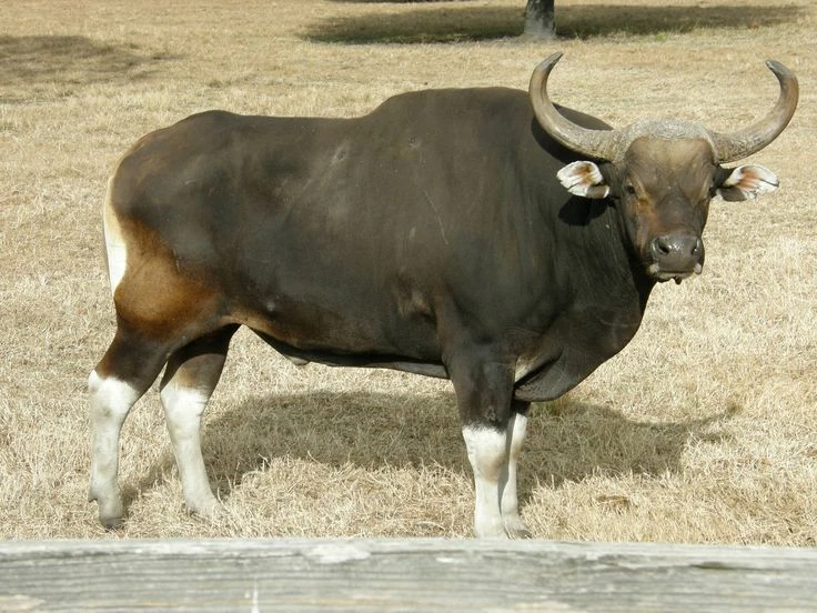 Banteng | GavenLovesAnimals' Animal Kindom Wiki | Fandom