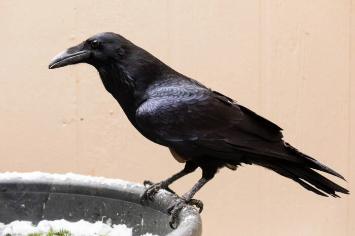 Common Raven | GavenLovesAnimals' Animal Kindom Wiki | Fandom