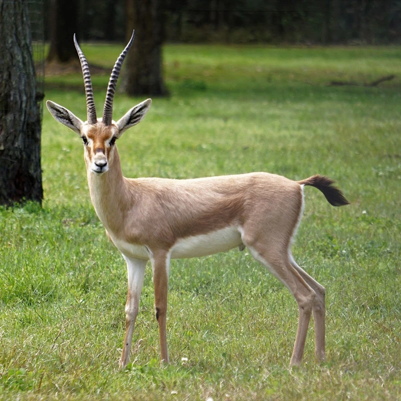 Rhim Gazelle | GavenLovesAnimals' Animal Kindom Wiki | Fandom