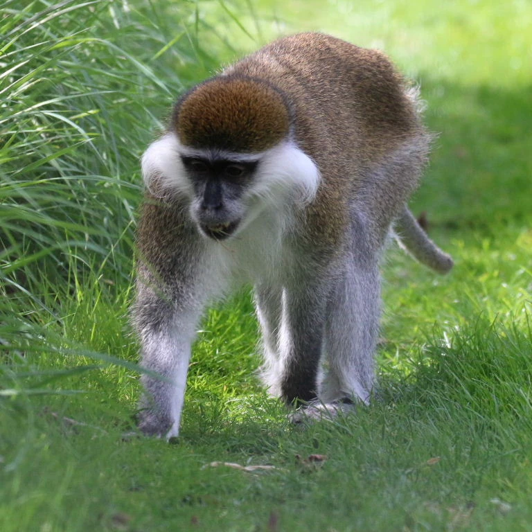 Grivet | GavenLovesAnimals' Animal Kindom Wiki | Fandom