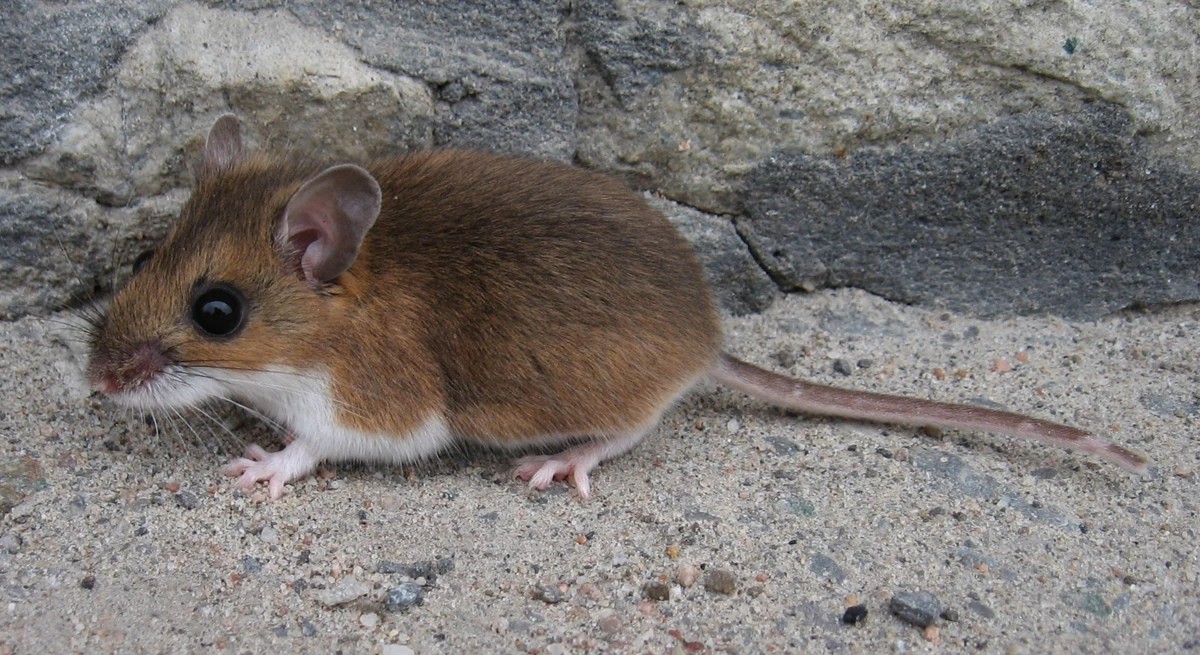 Eastern Deermouse | GavenLovesAnimals' Animal Kindom Wiki | Fandom
