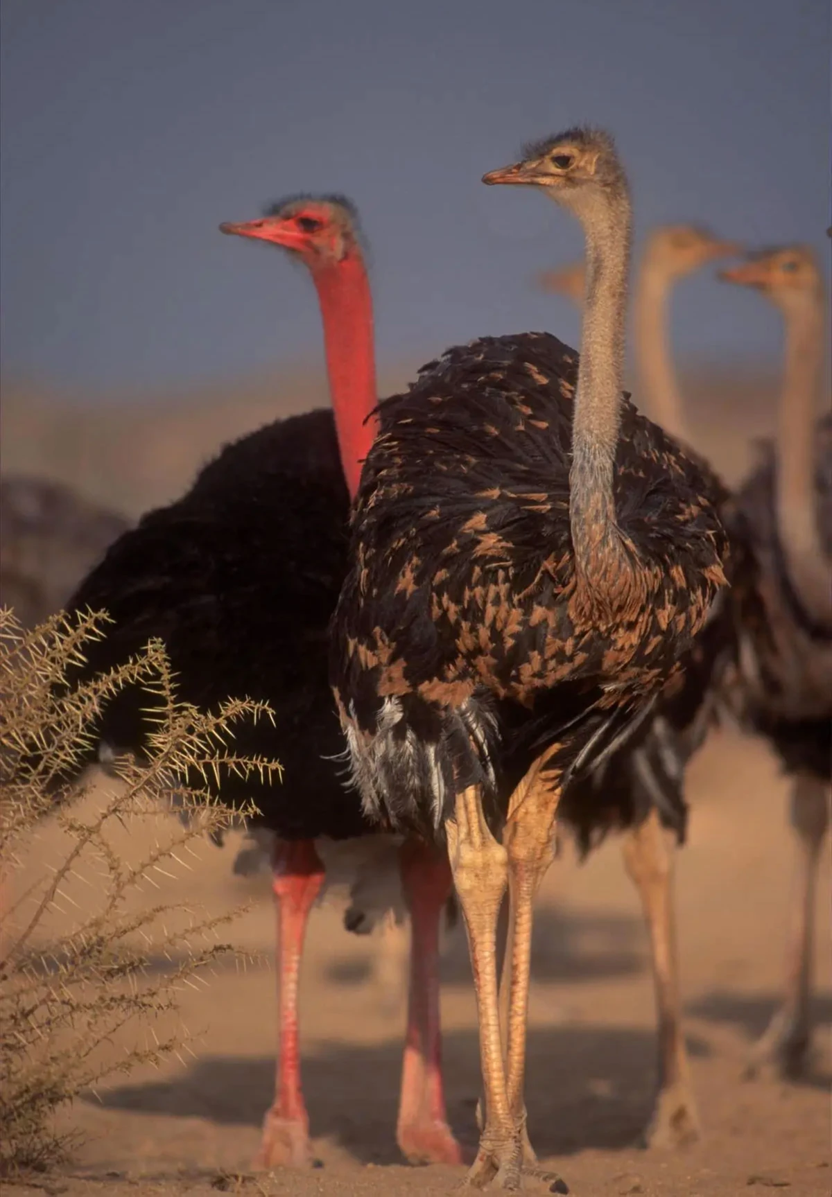Arabian Ostrich | GavenLovesAnimals' Animal Kindom Wiki | Fandom