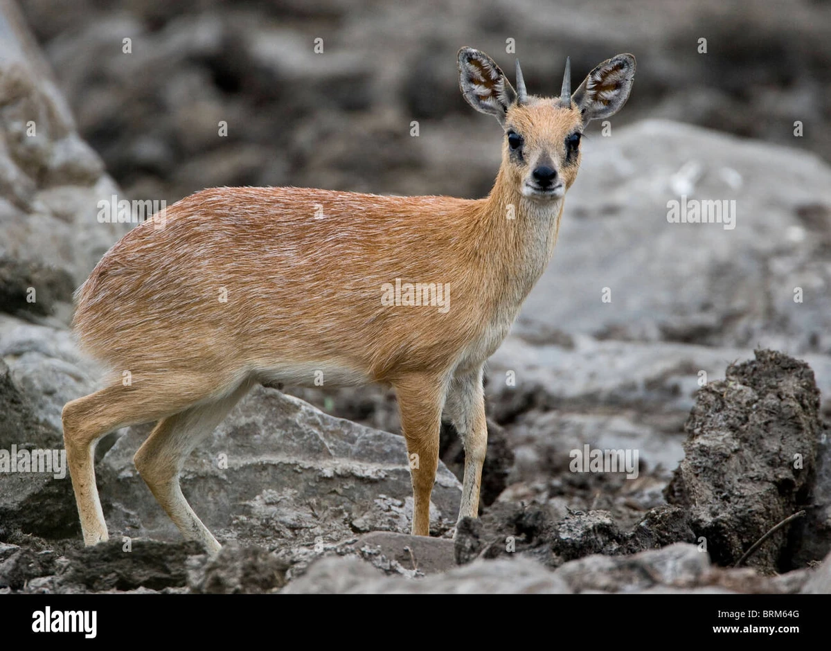 Category:Cattle and Antelope | GavenLovesAnimals' Animal Kindom Wiki ...