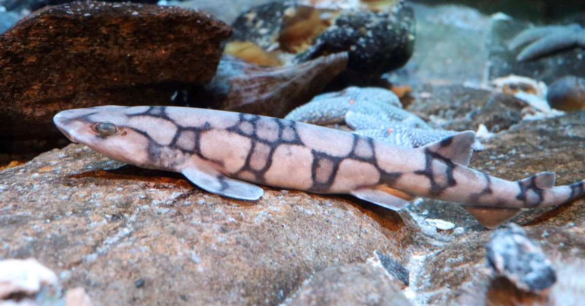 Chain Dogfish | GavenLovesAnimals' Animal Kindom Wiki | Fandom