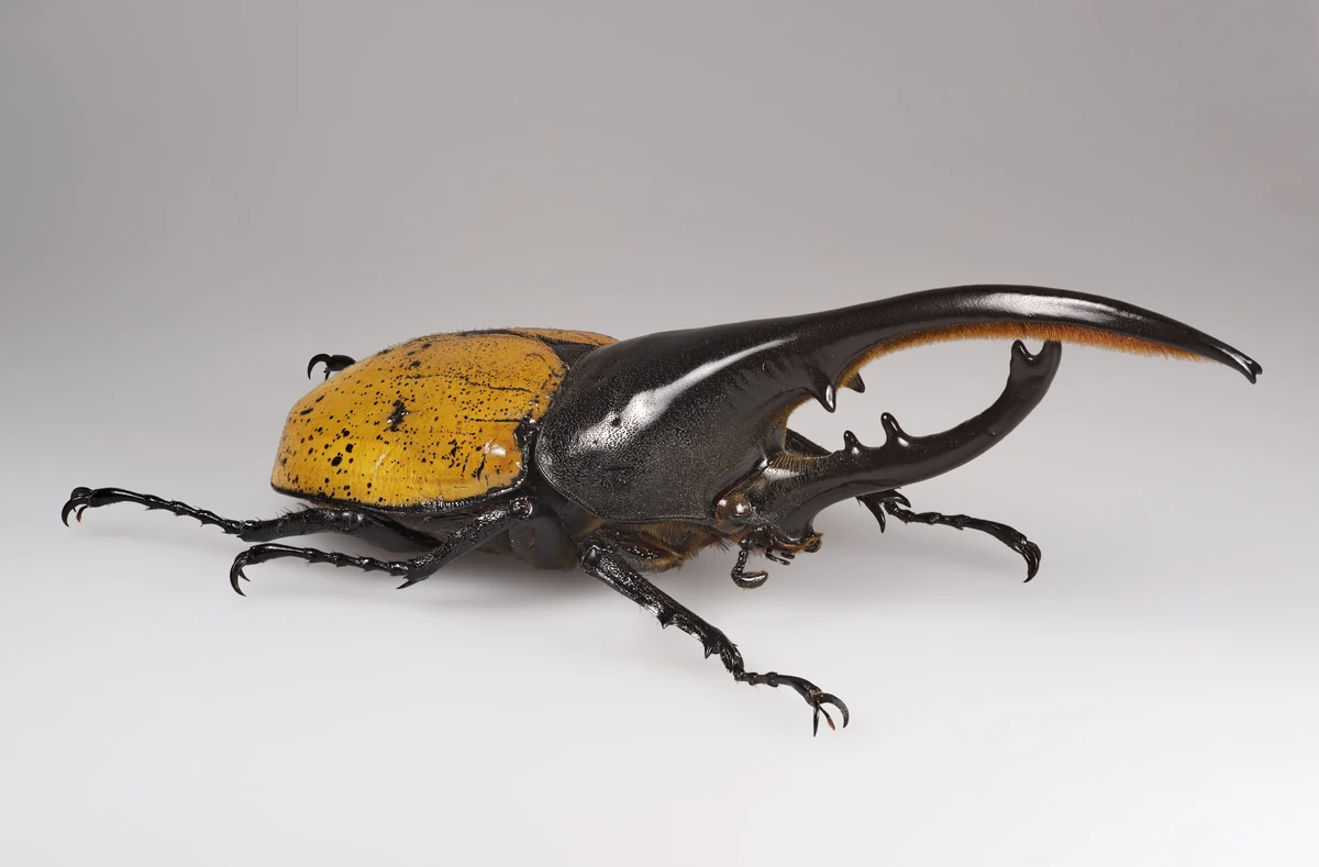 Hercules Beetle | GavenLovesAnimals' Animal Kindom Wiki | Fandom
