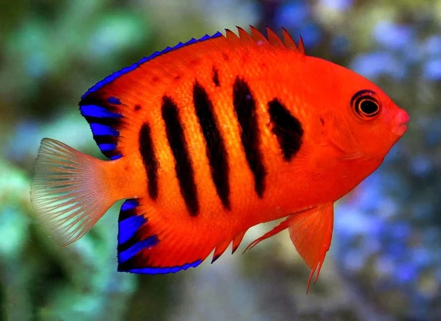 Flame Angelfish | GavenLovesAnimals' Animal Kindom Wiki | Fandom