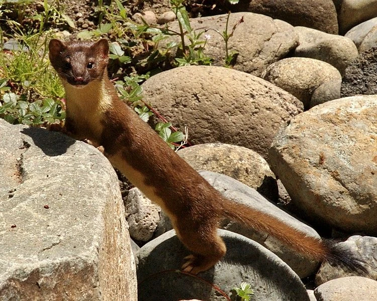 Long-Tailed Weasel | GavenLovesAnimals' Animal Kindom Wiki | Fandom