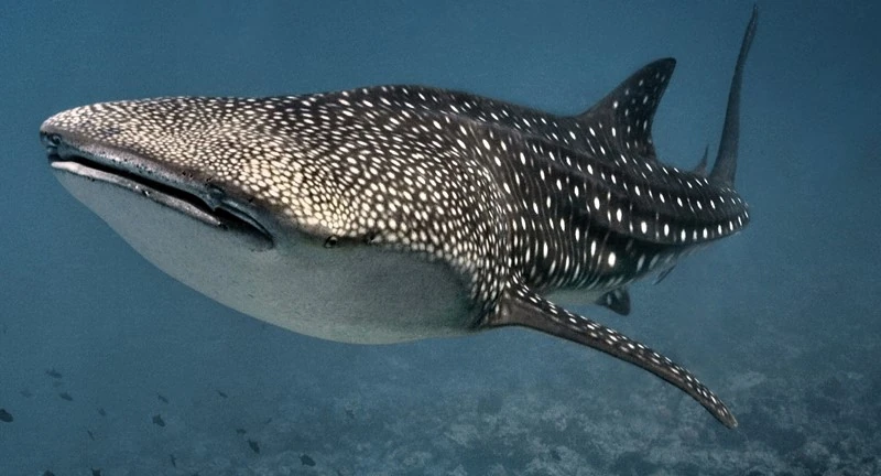 Whale Shark | GavenLovesAnimals' Animal Kindom Wiki | Fandom