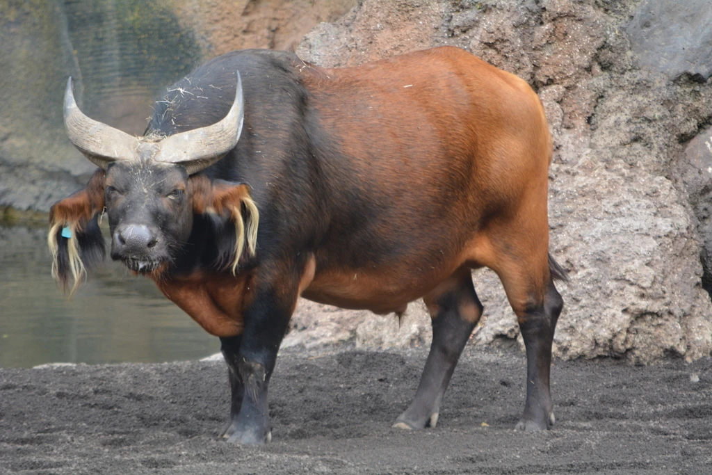 Forest Buffalo | GavenLovesAnimals' Animal Kindom Wiki | Fandom