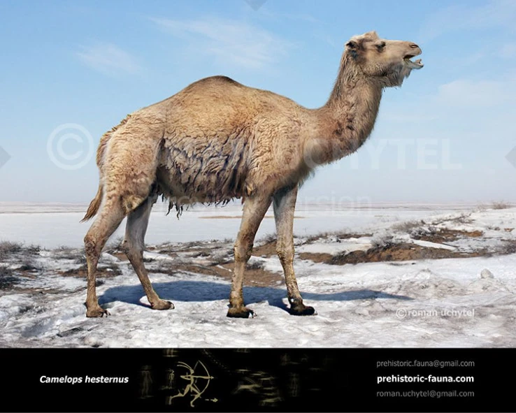 Camelops | GavenLovesAnimals' Animal Kindom Wiki | Fandom