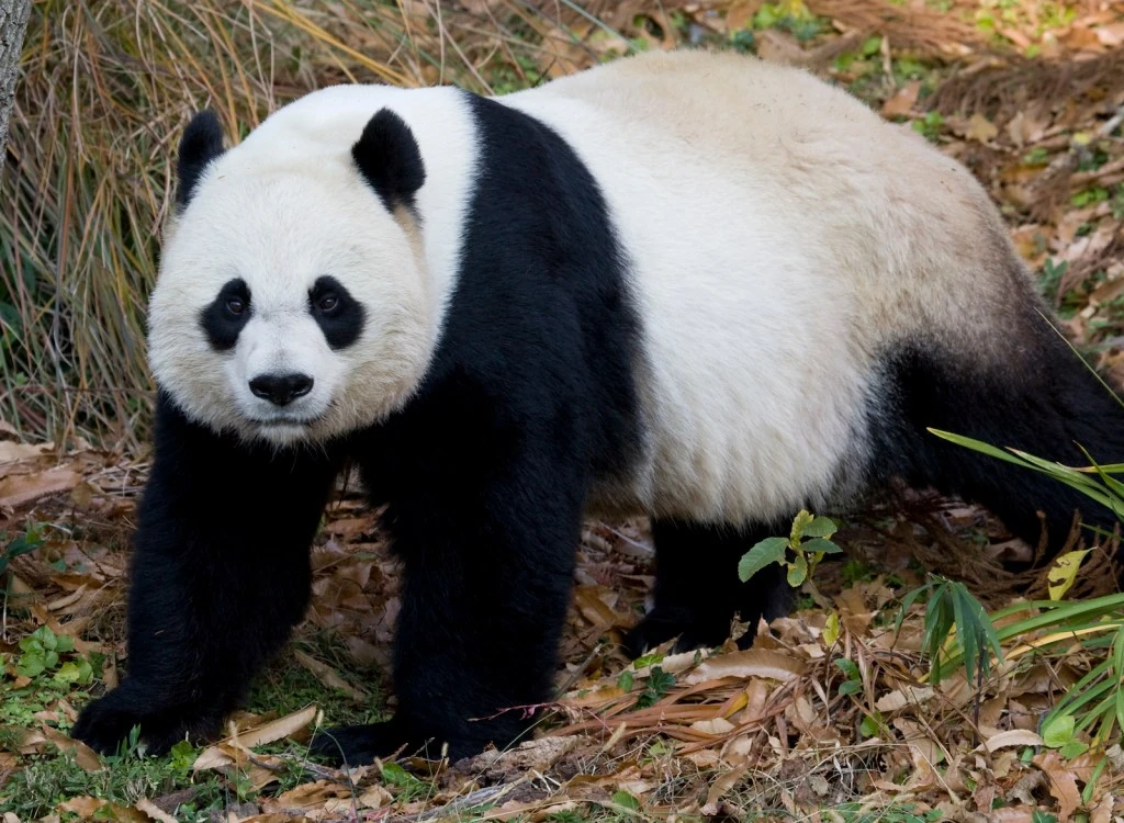 Giant Panda | GavenLovesAnimals' Animal Kindom Wiki | Fandom