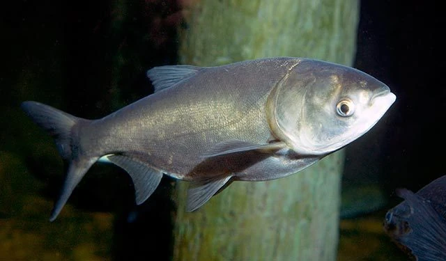 Silver Carp | GavenLovesAnimals' Animal Kindom Wiki | Fandom