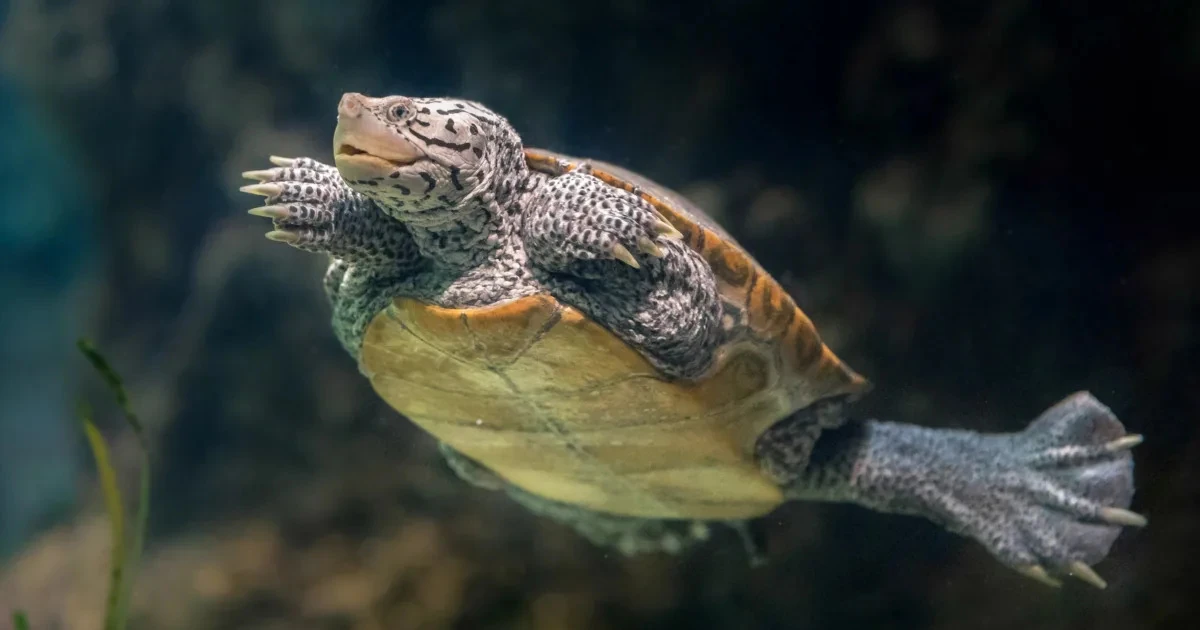 Diamondback Terrapin | GavenLovesAnimals' Animal Kindom Wiki | Fandom