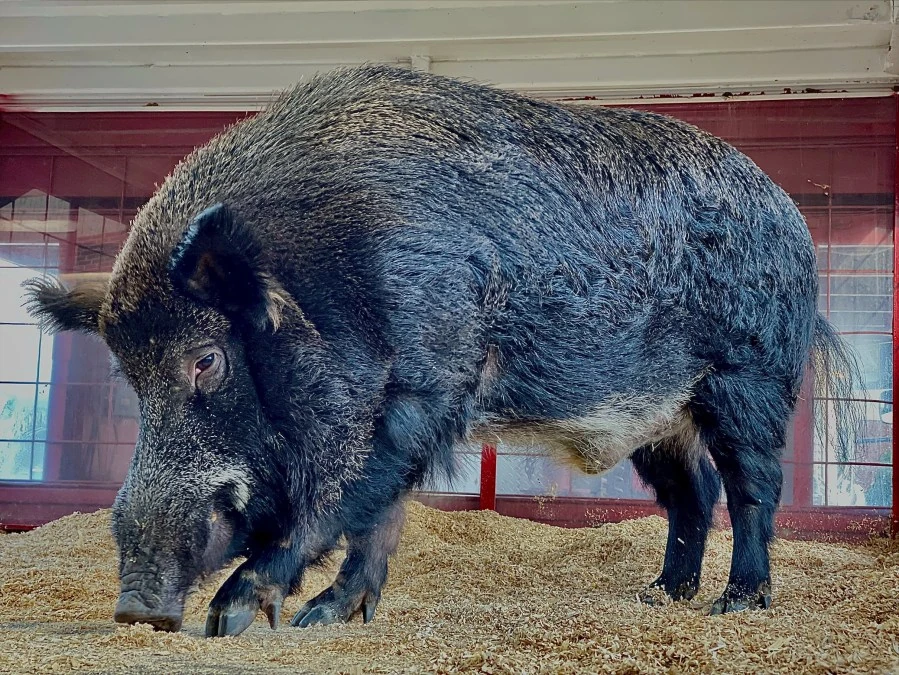 Razorback | GavenLovesAnimals' Animal Kindom Wiki | Fandom