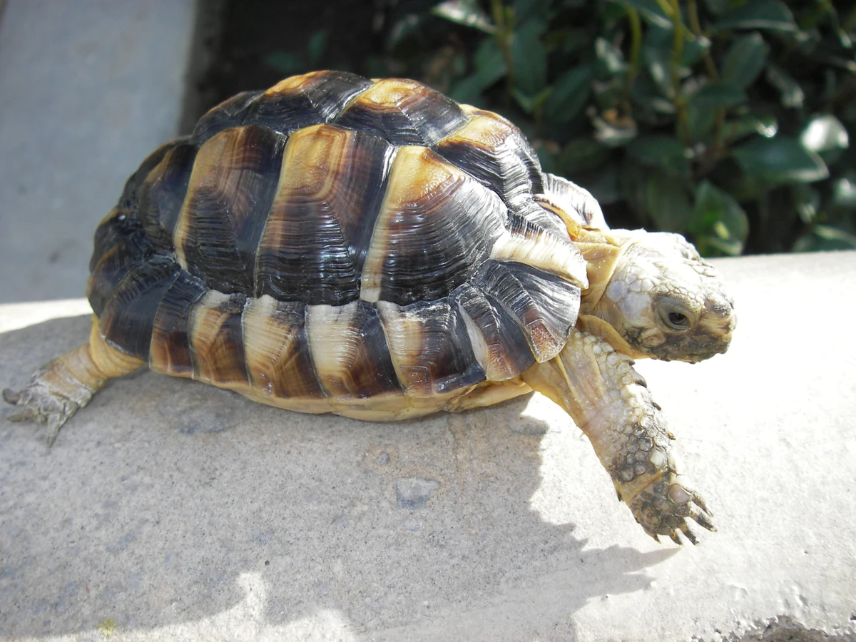 Egyptian Tortoise | GavenLovesAnimals' Animal Kindom Wiki | Fandom