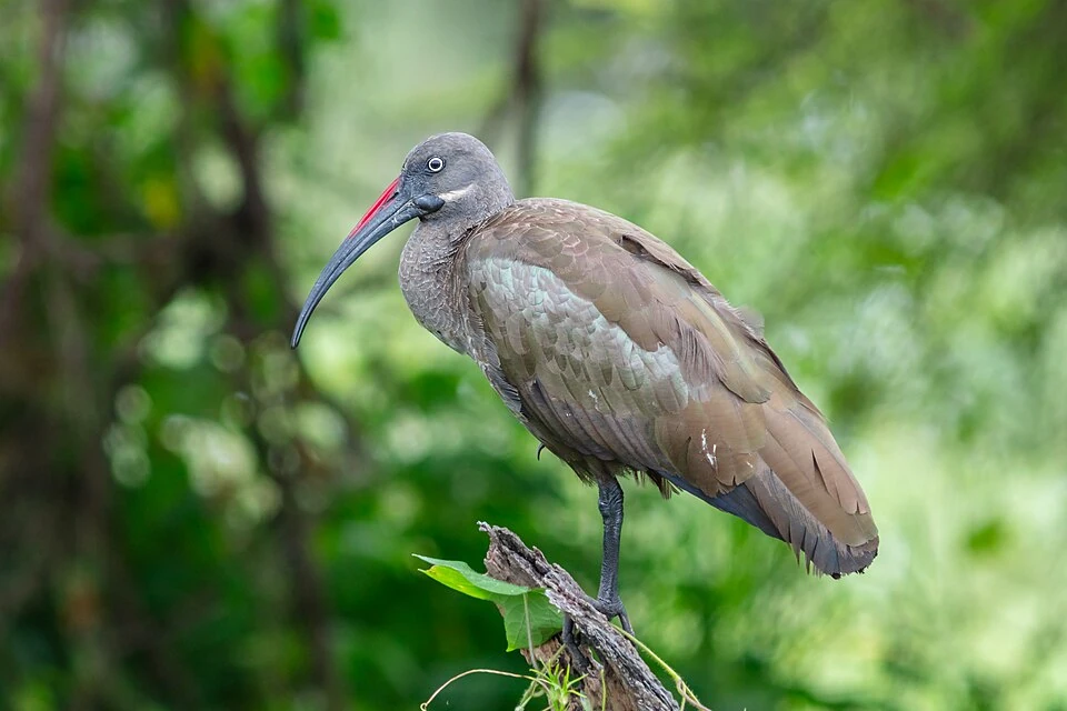 Hadada Ibis | GavenLovesAnimals' Animal Kindom Wiki | Fandom