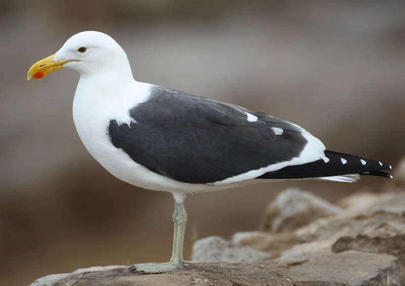 Kelp Gull | GavenLovesAnimals' Animal Kindom Wiki | Fandom