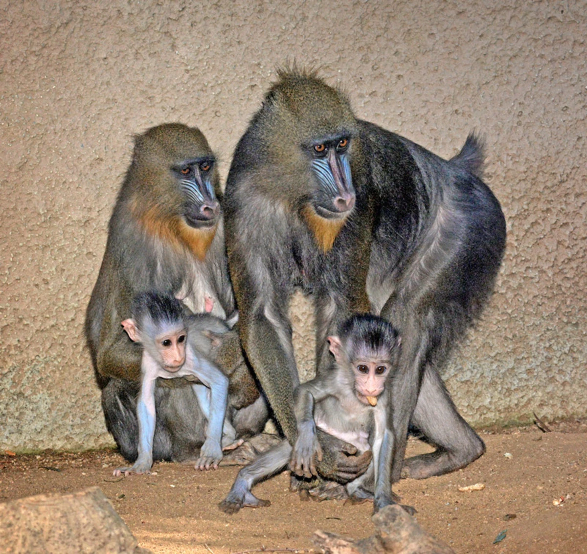 Mandrill/Gallery | GavenLovesAnimals' Animal Kindom Wiki | Fandom