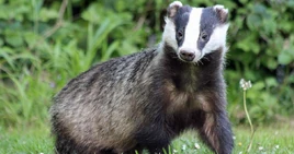 European Badger | GavenLovesAnimals' Animal Kindom Wiki | Fandom