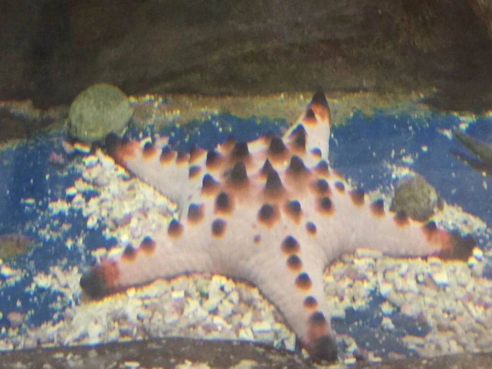 Chocolate Chip Starfish | GavenLovesAnimals' Animal Kindom Wiki | Fandom