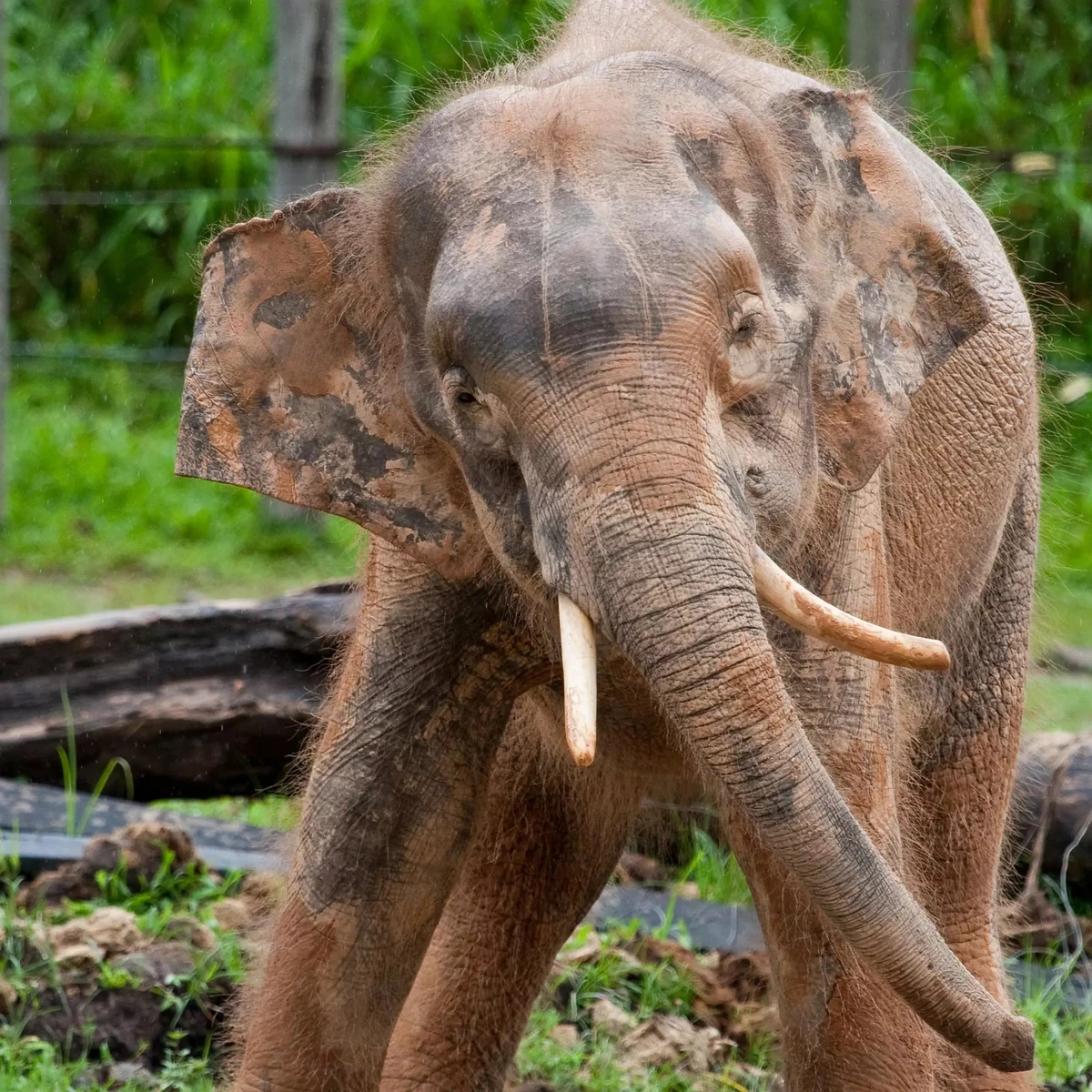 Sicilian Dwarf Elephant | GavenLovesAnimals' Animal Kindom Wiki | Fandom