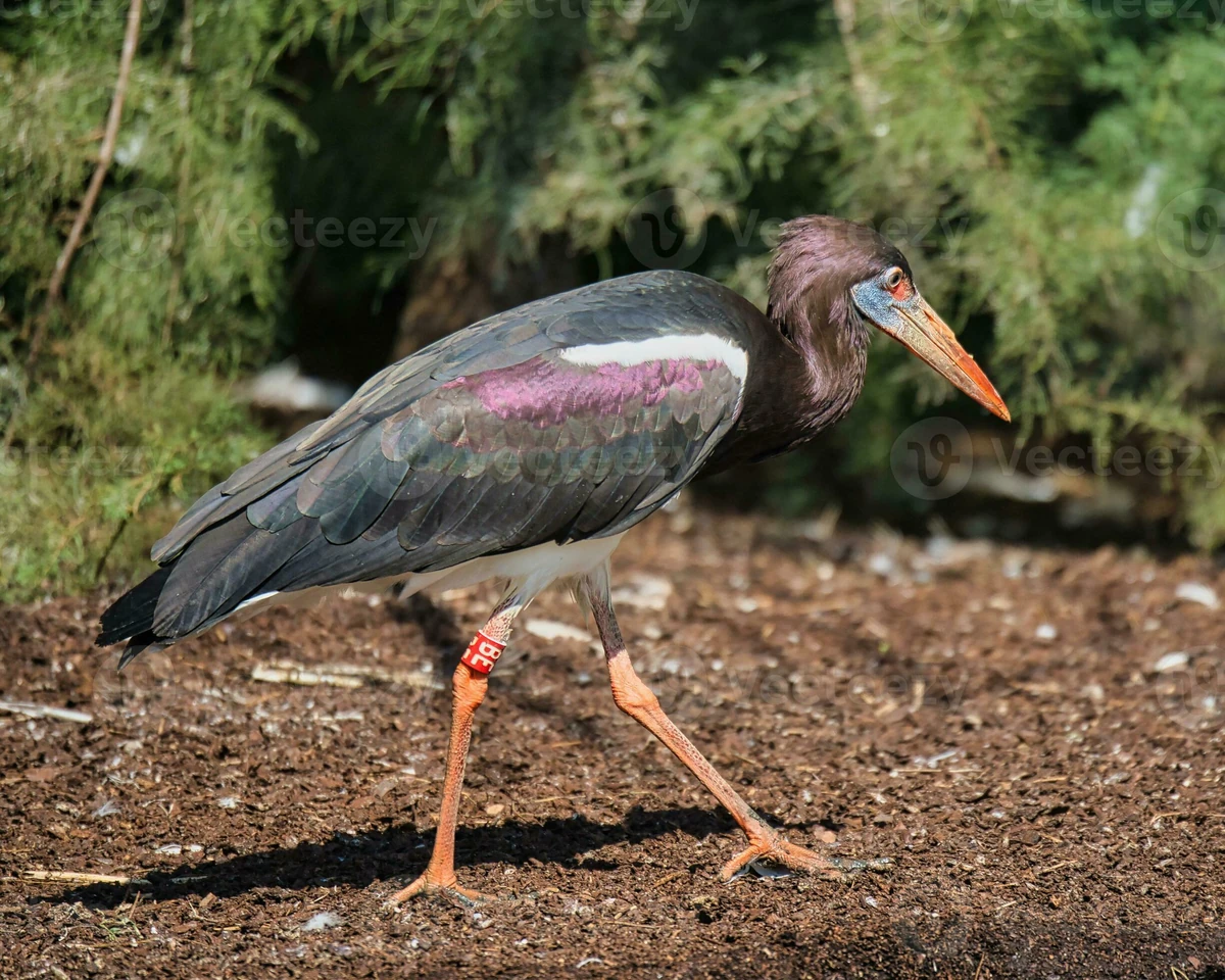 Abdim's Stork | GavenLovesAnimals' Animal Kindom Wiki | Fandom