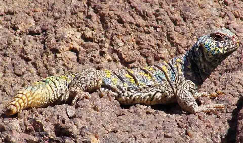Ornate Mastigure | GavenLovesAnimals' Animal Kindom Wiki | Fandom
