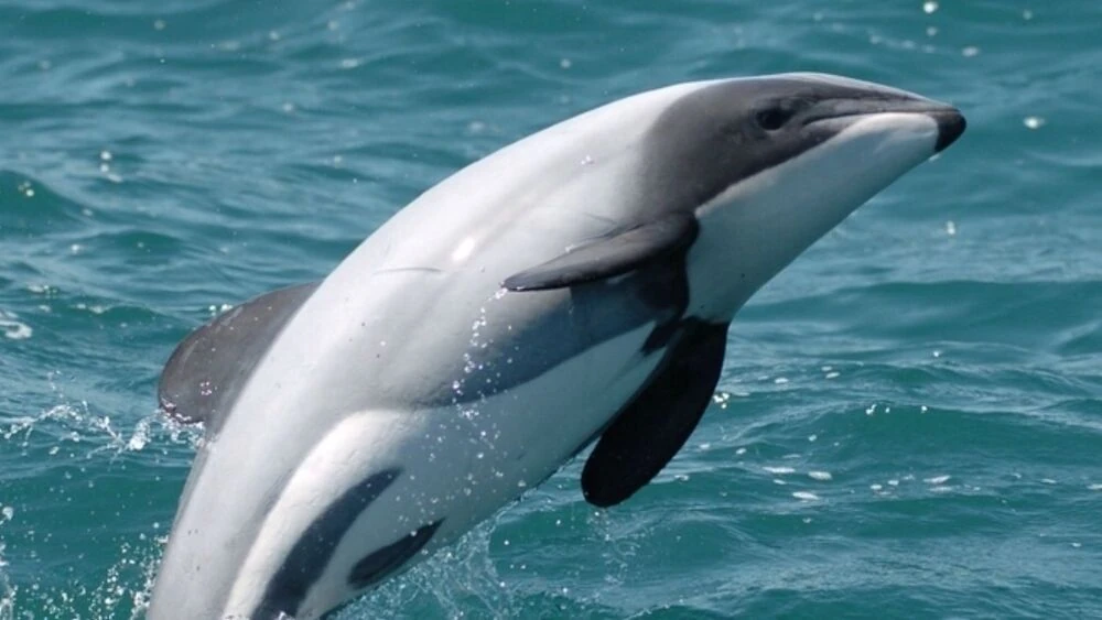 Hector's Dolphin | GavenLovesAnimals' Animal Kindom Wiki | Fandom
