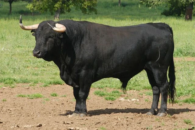 Spanish Fighting Bull | GavenLovesAnimals' Animal Kindom Wiki | Fandom