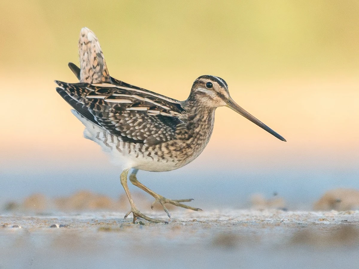 Common Snipe | GavenLovesAnimals' Animal Kindom Wiki | Fandom