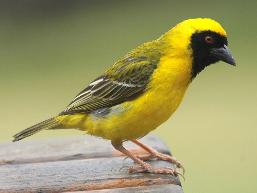 Southern Masked Weaver | GavenLovesAnimals' Animal Kindom Wiki | Fandom