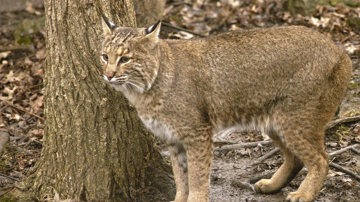 Bobcat/Gallery | GavenLovesAnimals' Animal Kindom Wiki | Fandom
