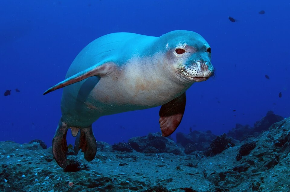 Hawaiian Monk Seal | GavenLovesAnimals' Animal Kindom Wiki | Fandom